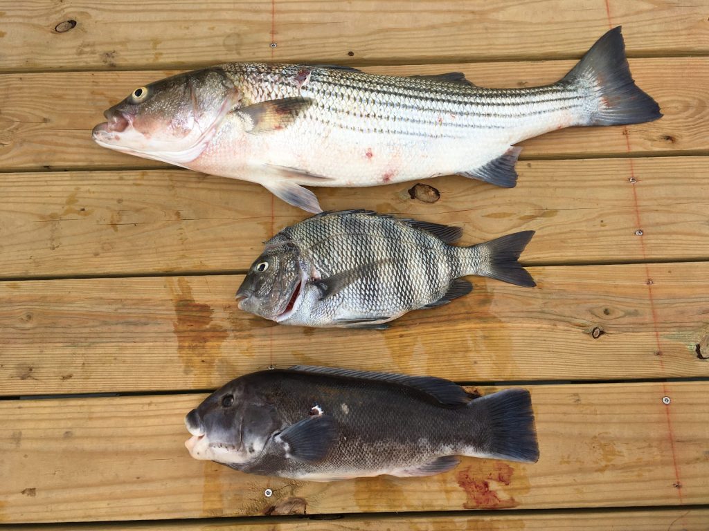 Tautog – Virginia Beach Seafood