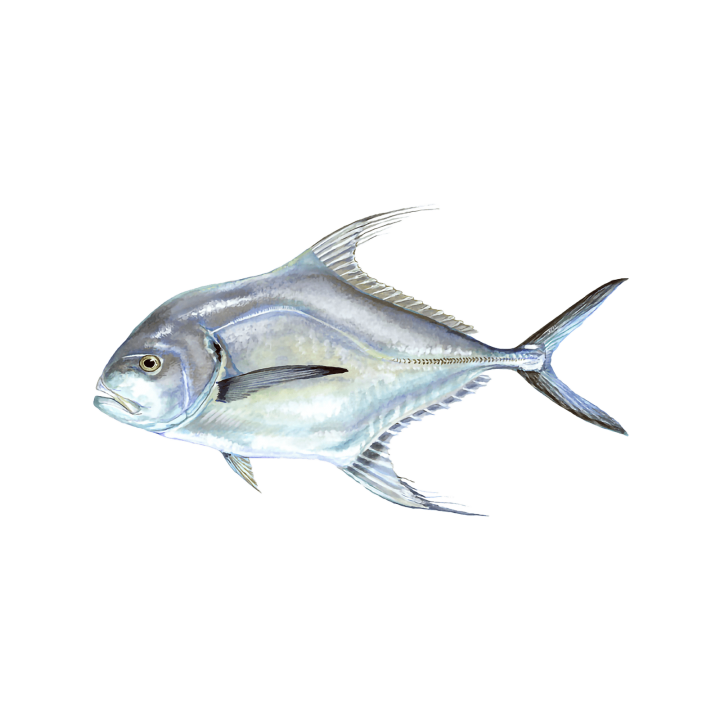 African Pompano – Virginia Beach Seafood