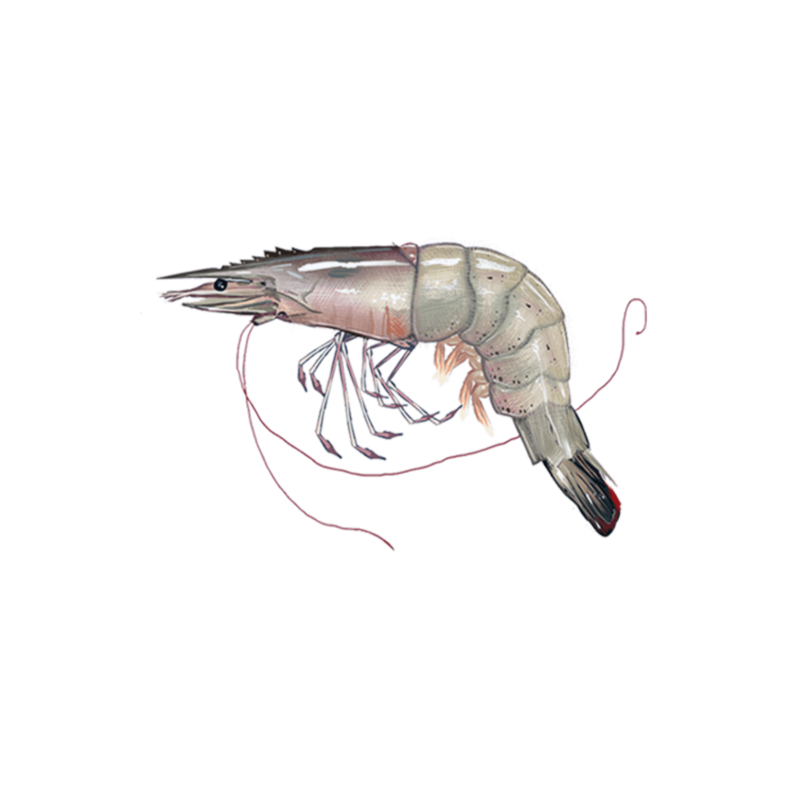 Virginia Beach Seafood – Fresh Fish Delivered | Local. Honest. Traceable.
