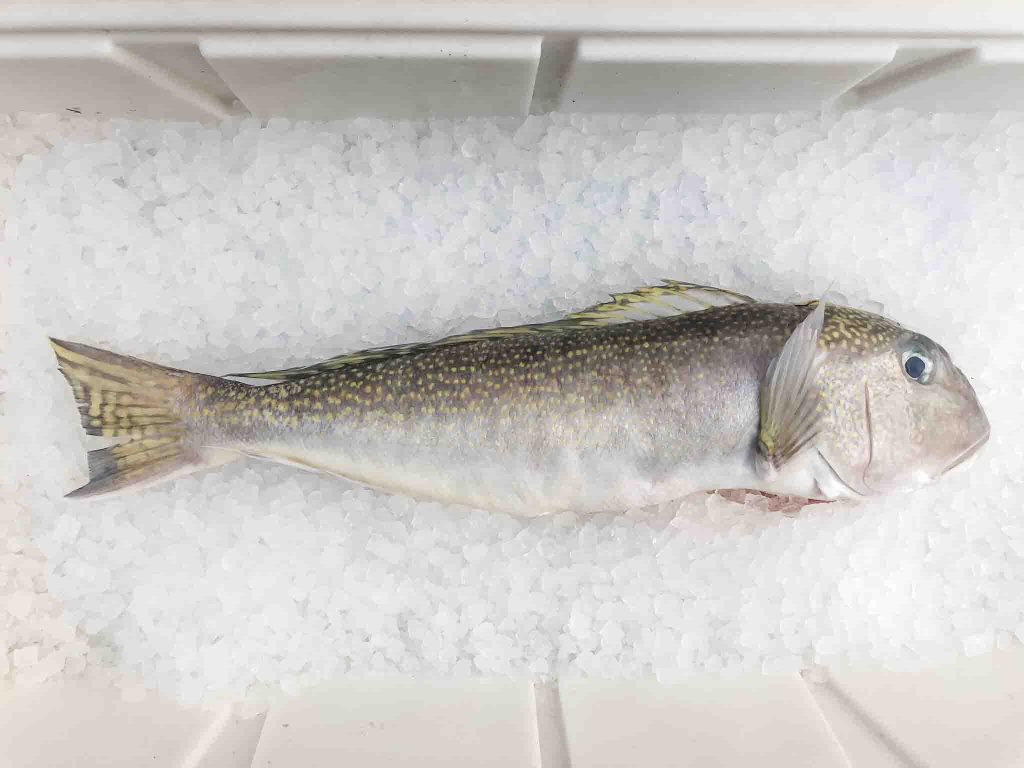 Golden Tilefish – Virginia Beach Seafood