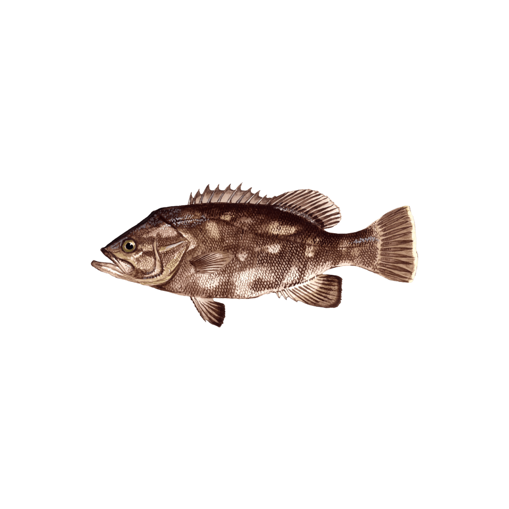 Wreckfish – Virginia Beach Seafood