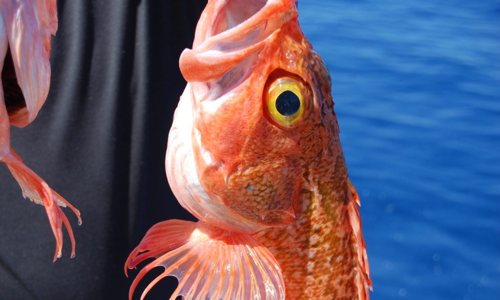 Black Belly Rose Fish – Virginia Beach Seafood