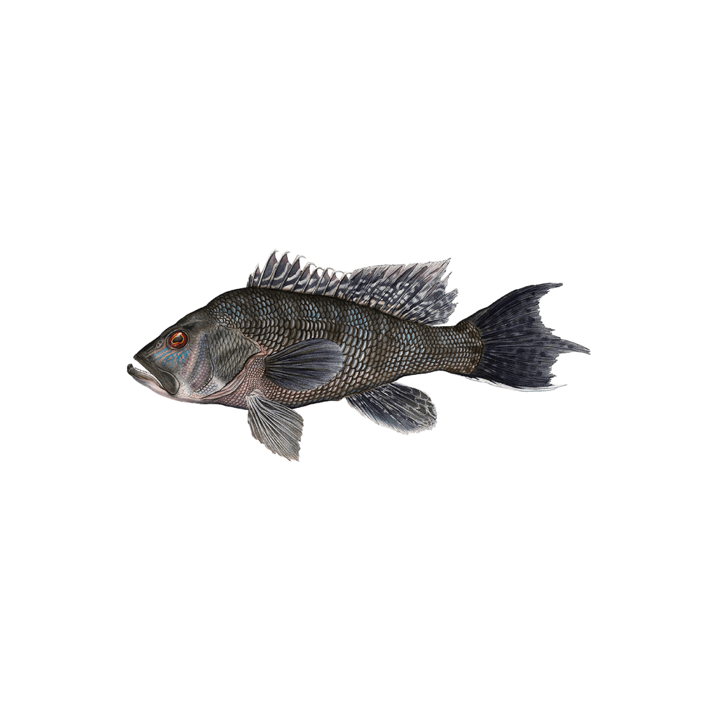 Striped Bass – Virginia Beach Seafood