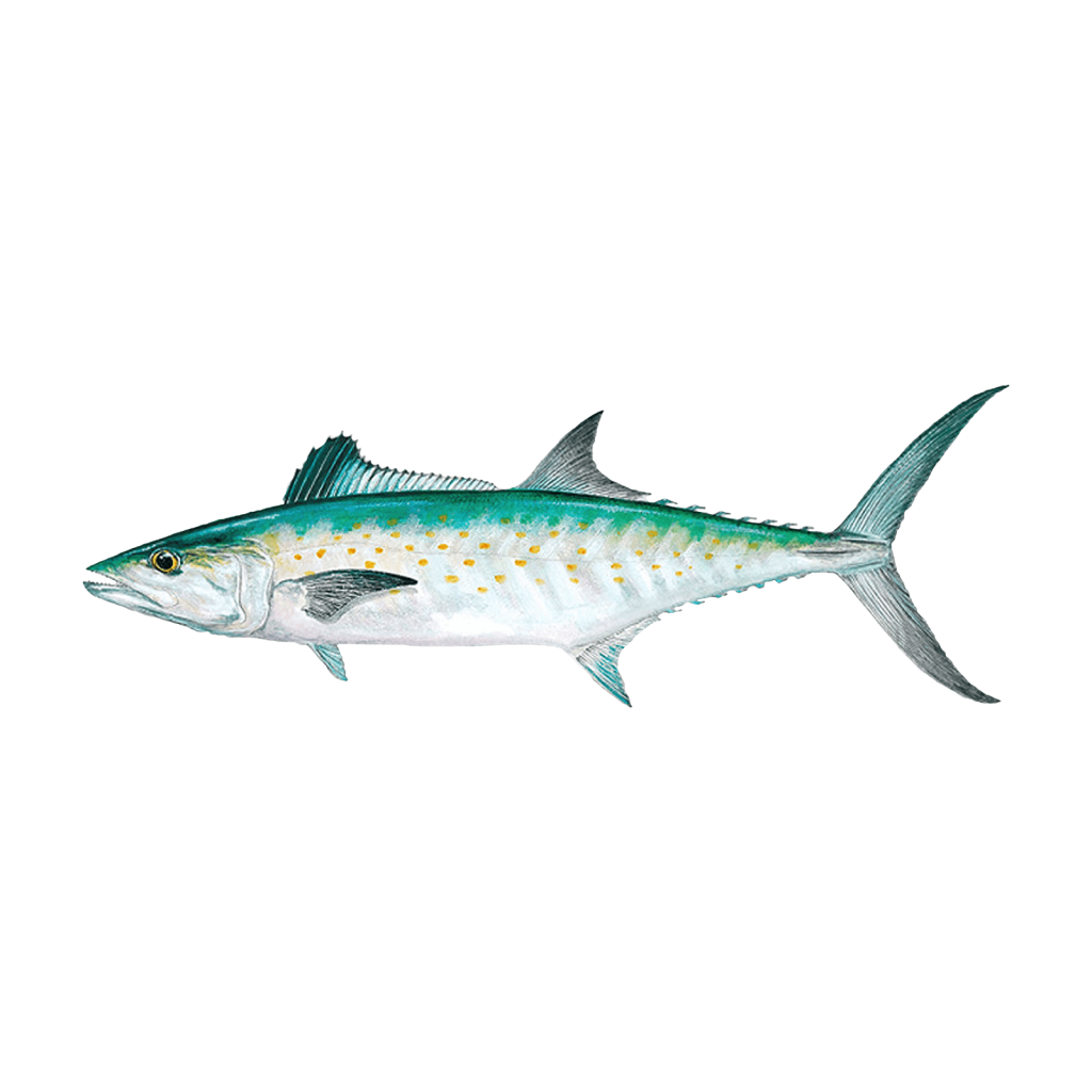 Spanish Mackerel – Virginia Beach Seafood